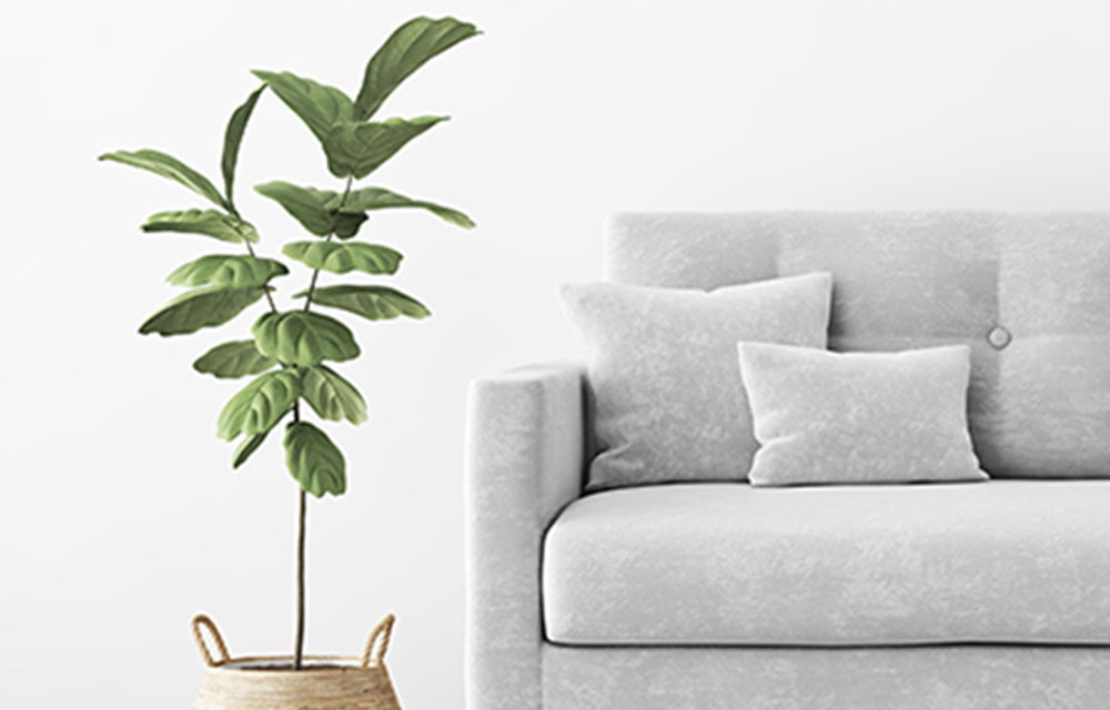 Why bring plant life into your living room? | Cover My Furniture